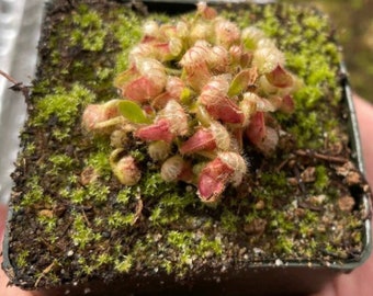 Cephalotus Follicularis Starter Plant ALL STARTER PLANTS Require You to ...