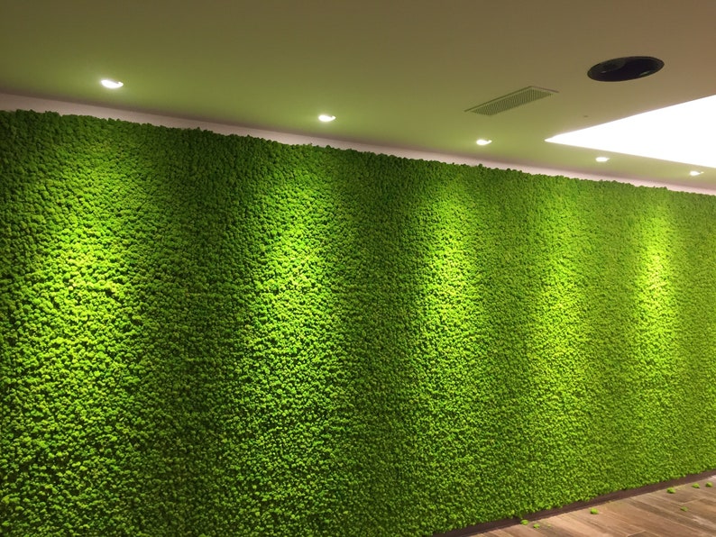 Stabilized Moss Lichen, Vegetal Wall Art for Interiors, DIY Kit Moss Panels, Natural Moss, Home ...