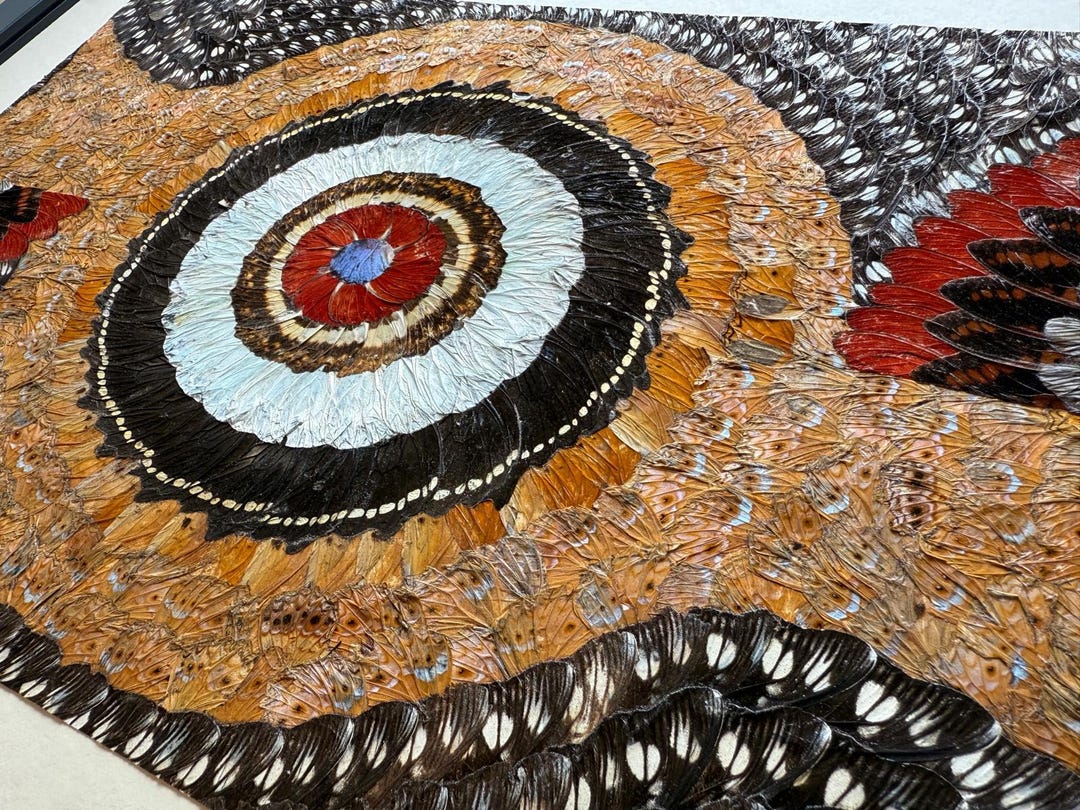 Handcraft, Real Butterfly Wings, Frame, Artwork, Unique Gift for Her ...