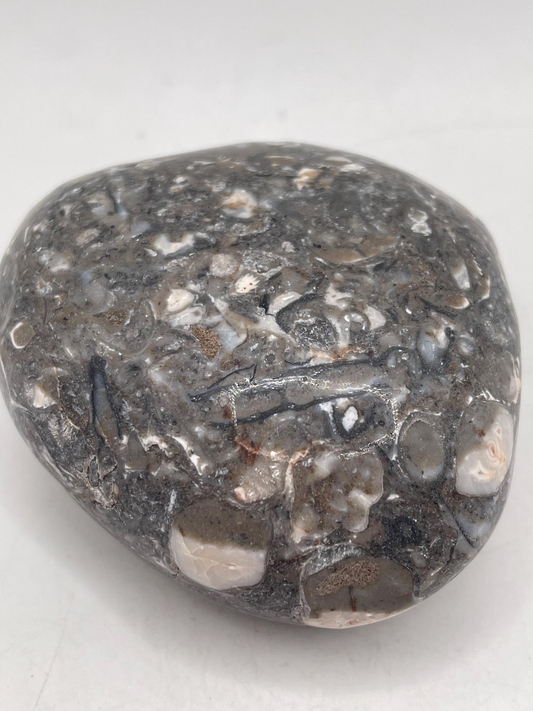 Tumbled Packstone Fossil - Filled With Multiple Fossils - Brachiopod ...