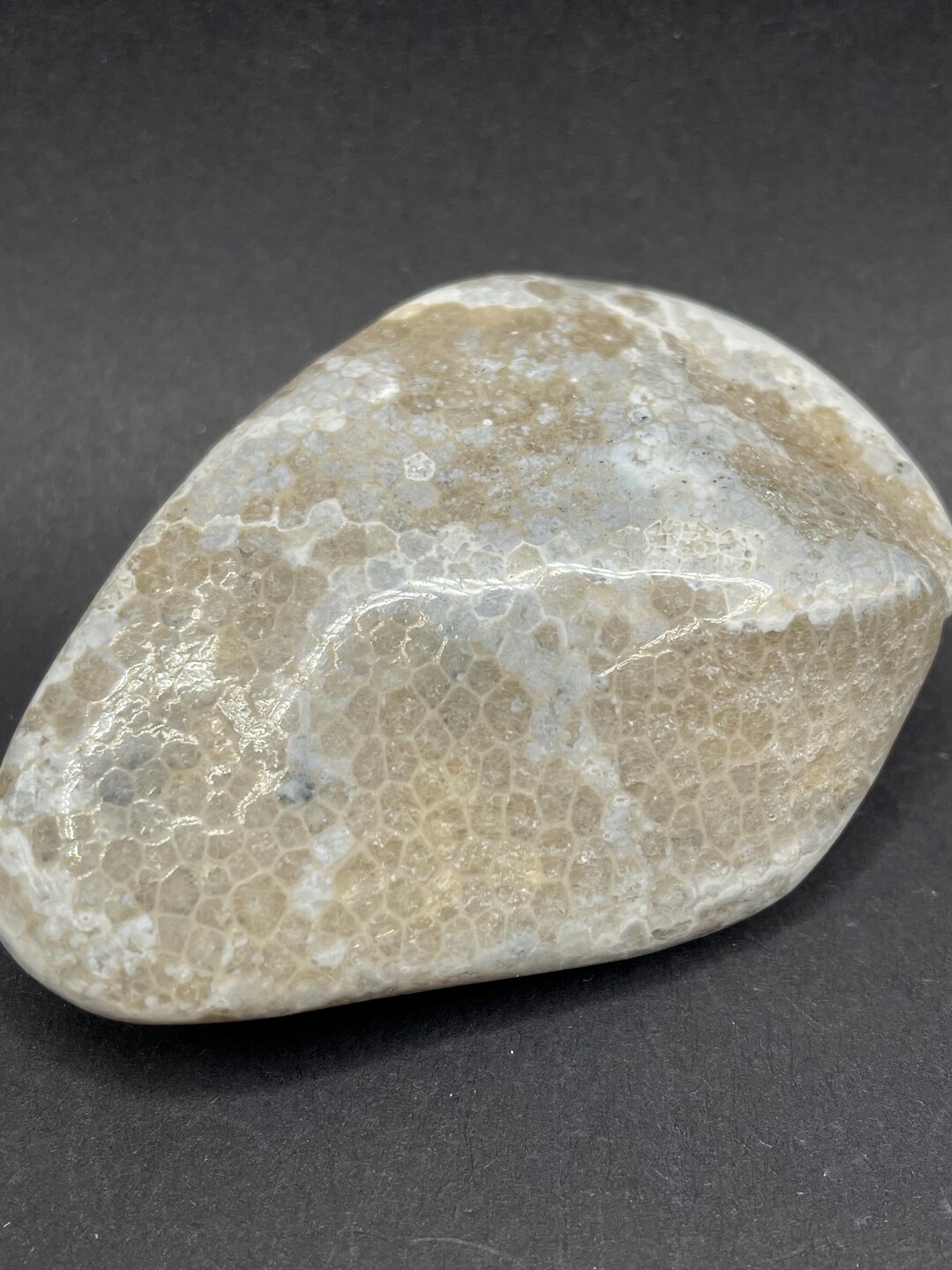 Honeycomb Coral Fossil - Polished Specimen - Favosite Coral - 250-400 ...