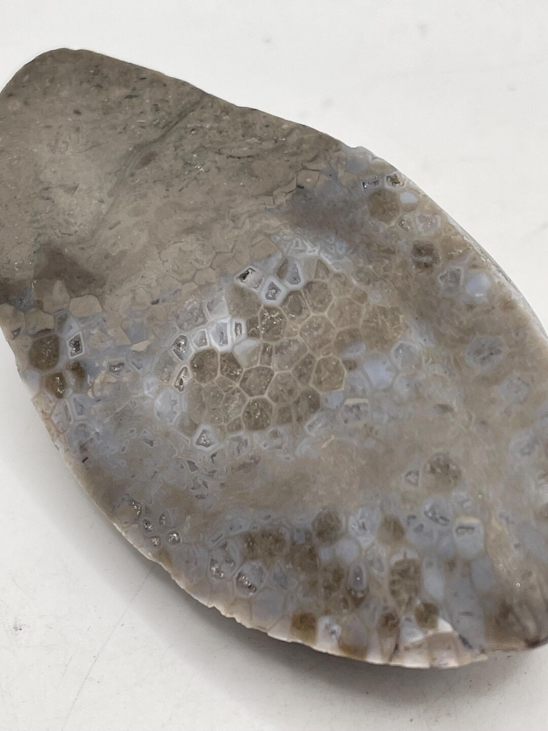 Honeycomb Coral Fossil - Favosite - Face Polished Specimen With Natural ...
