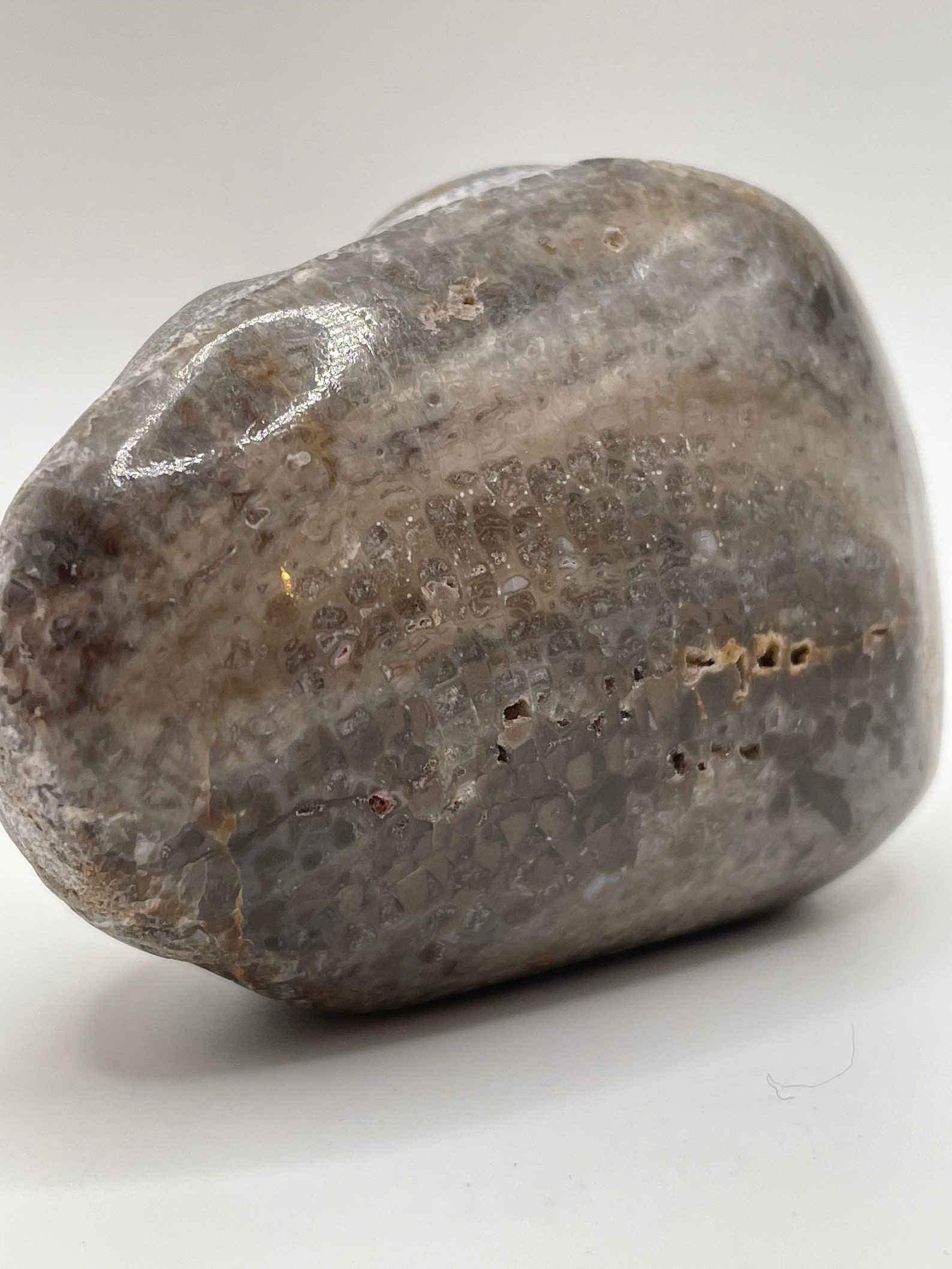 250-400 Million Year Old Honeycomb Coral Fossil With Black Flint and ...