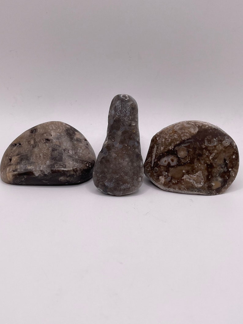 Set of Three Devonian Fossils Corral, Crinoids, Pack Stone Semi ...