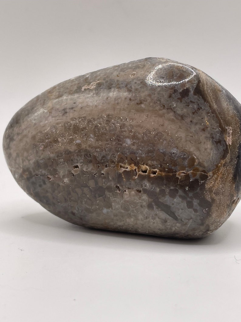 250-400 Million Year Old Honeycomb Coral Fossil With Black Flint and ...