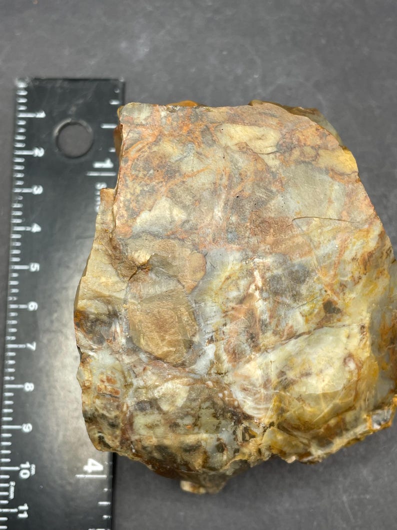 Petrified Wood: Standing Natural Display Specimen From Southern Utah - Etsy