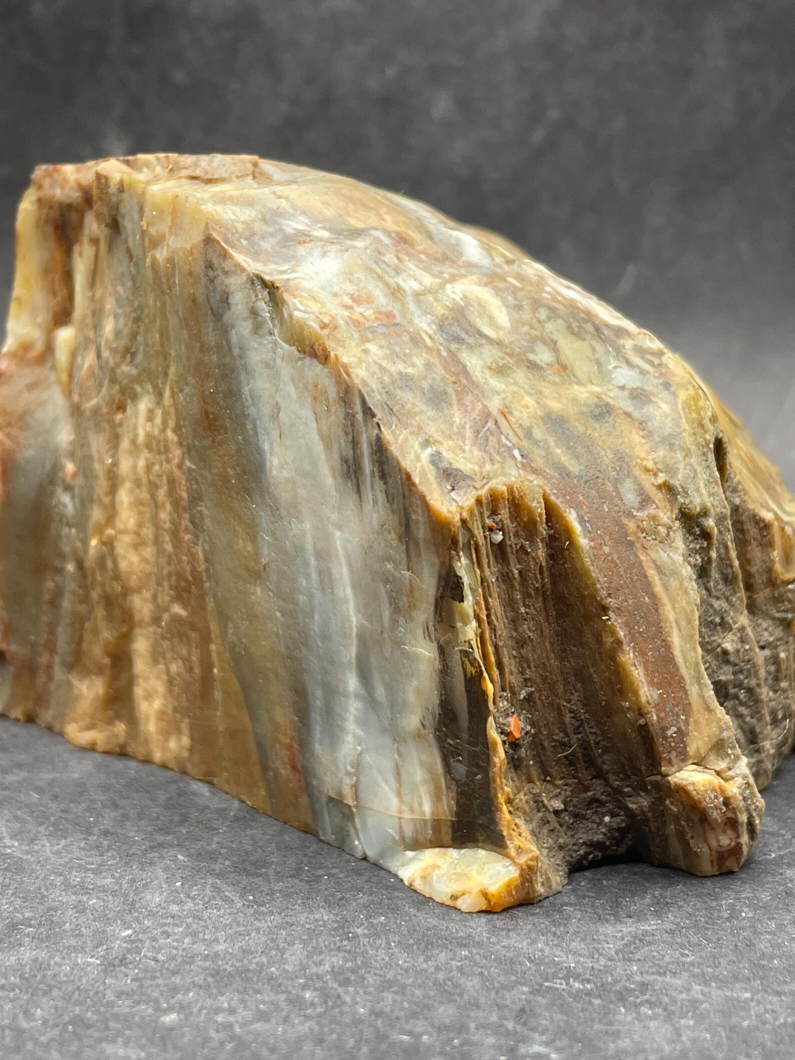 Petrified Wood: Standing Natural Display Specimen From Southern Utah - Etsy