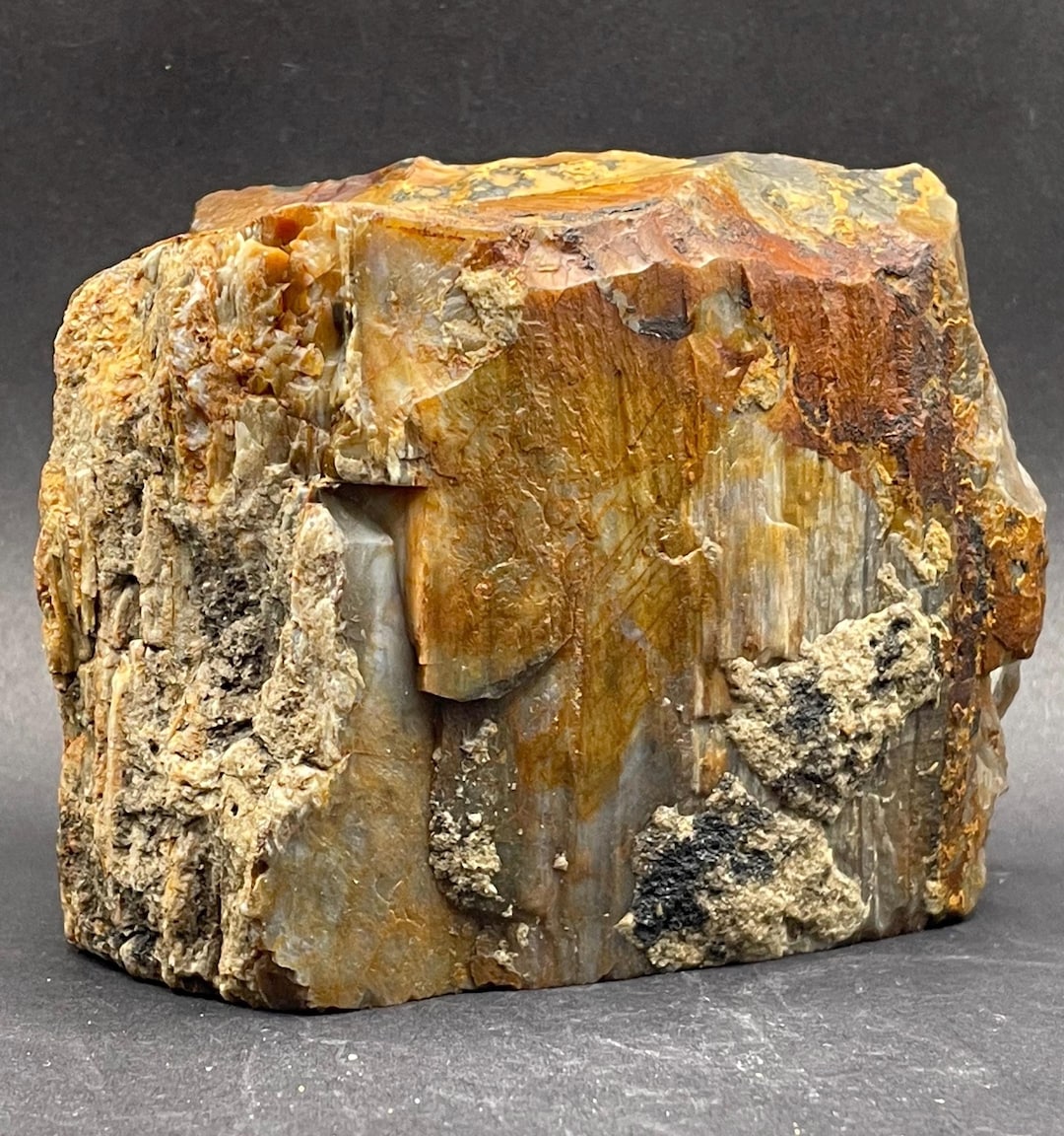 Petrified Wood - Standing Display Specimen - Natural Bark Exterior ...