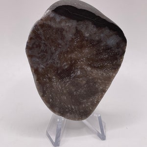 Charlevoix Stone Slab - Polished - Devonian Period Favosite Coral ...