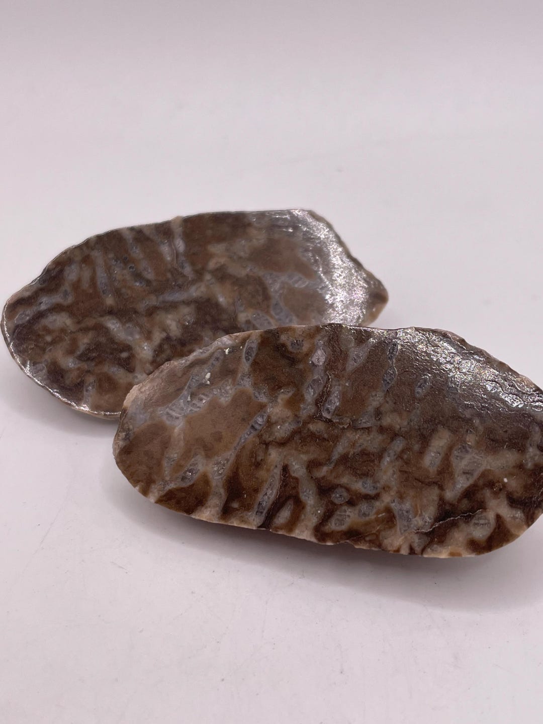 Chain Coral Fossil Cut and Polished Specimen With Natural Exterior 250 ...