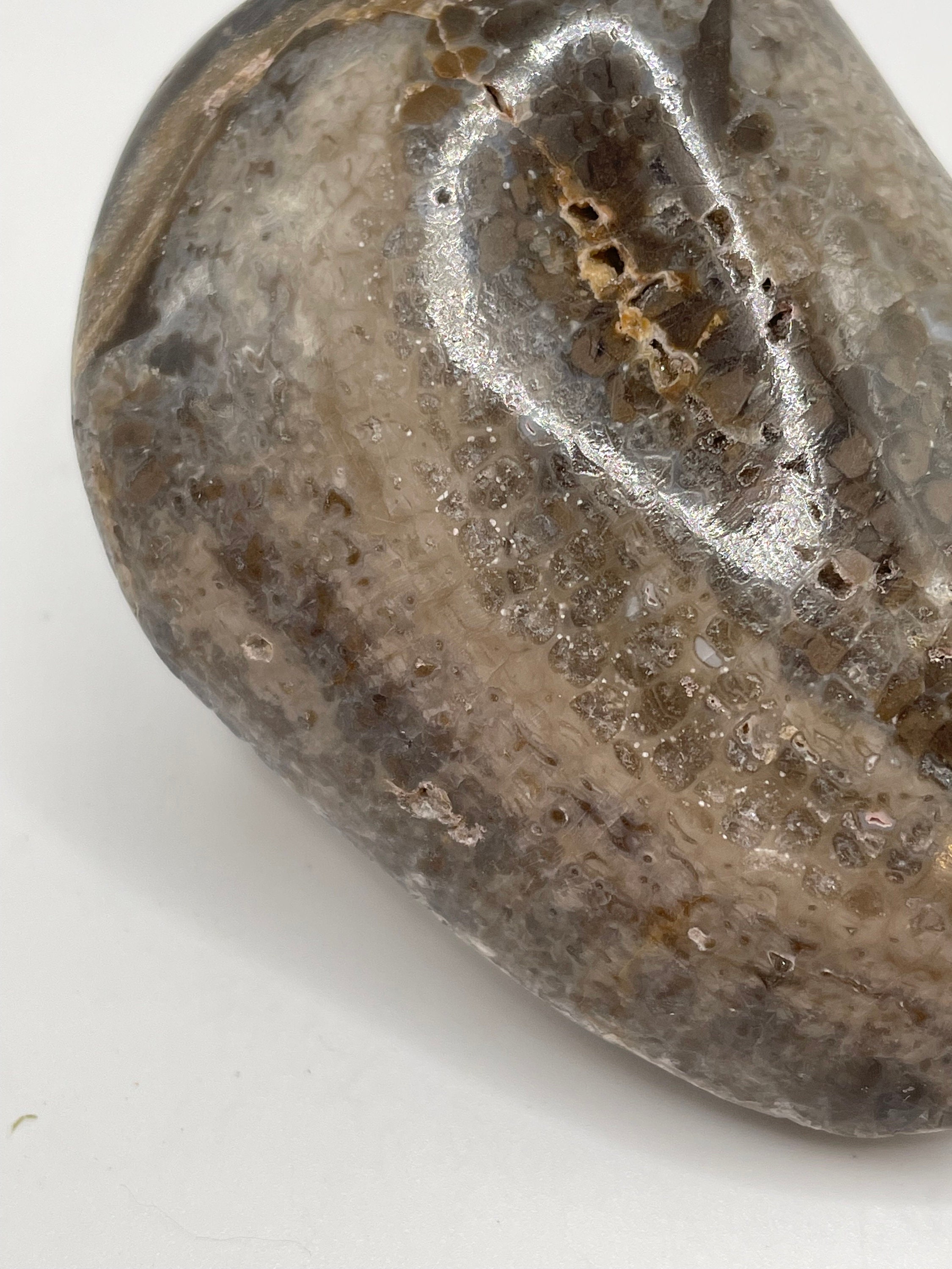 250-400 Million Year Old Honeycomb Coral Fossil With Black Flint and ...