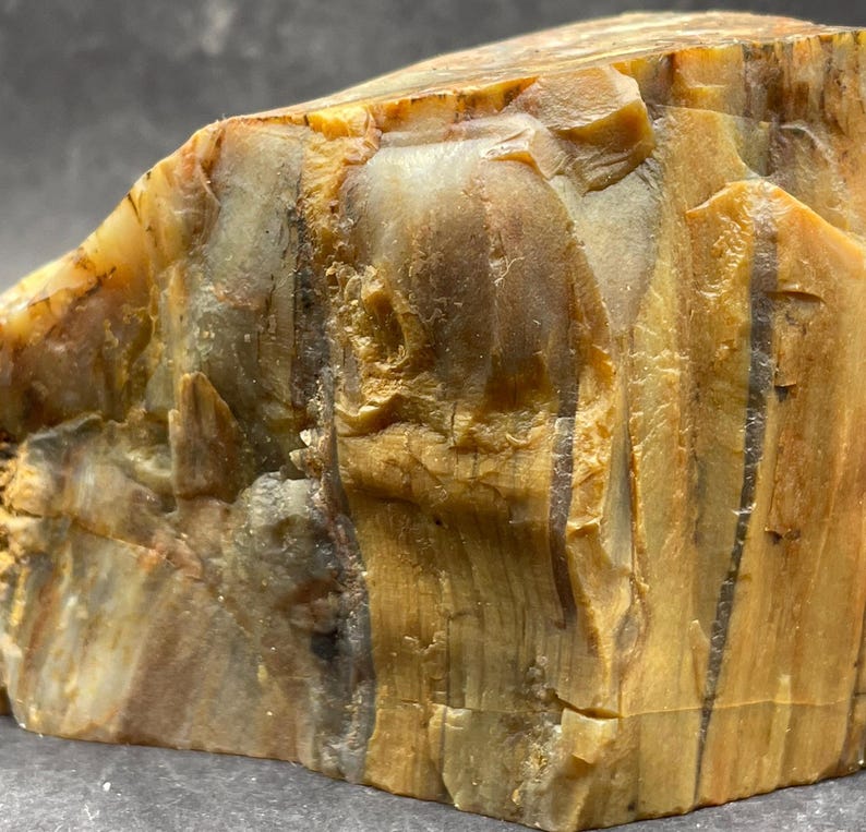 Petrified Wood: Standing Natural Display Specimen From Southern Utah - Etsy