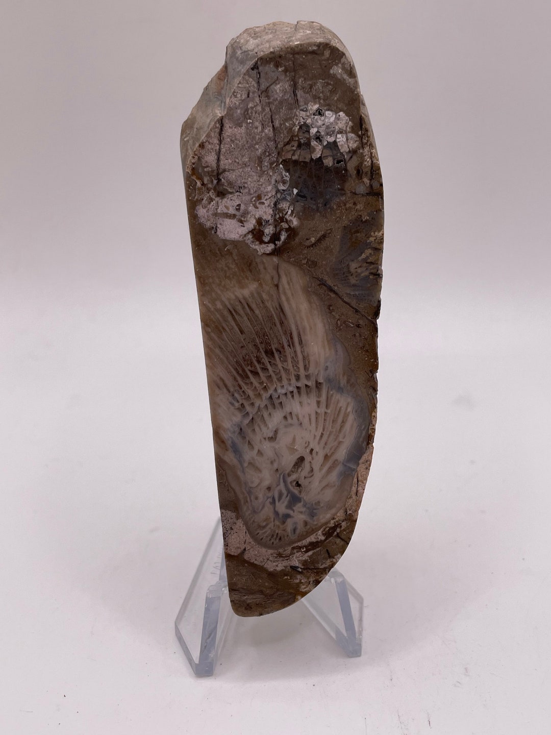 Horn Coral Fossil Conglomerate Stone Polished Slab Specimen 3.5 Inches ...