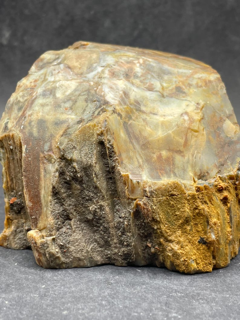 Petrified Wood: Standing Natural Display Specimen From Southern Utah - Etsy
