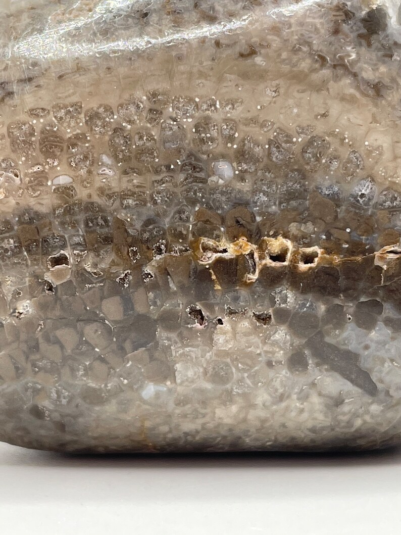 250-400 Million Year Old Honeycomb Coral Fossil With Black Flint and ...