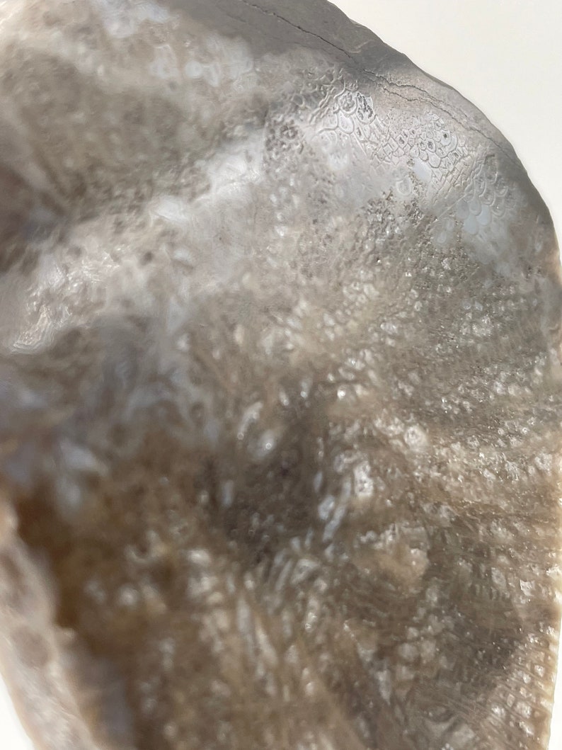 Charlevoix Stone Slab Polished Devonian Period Favosite Coral Fossil ...