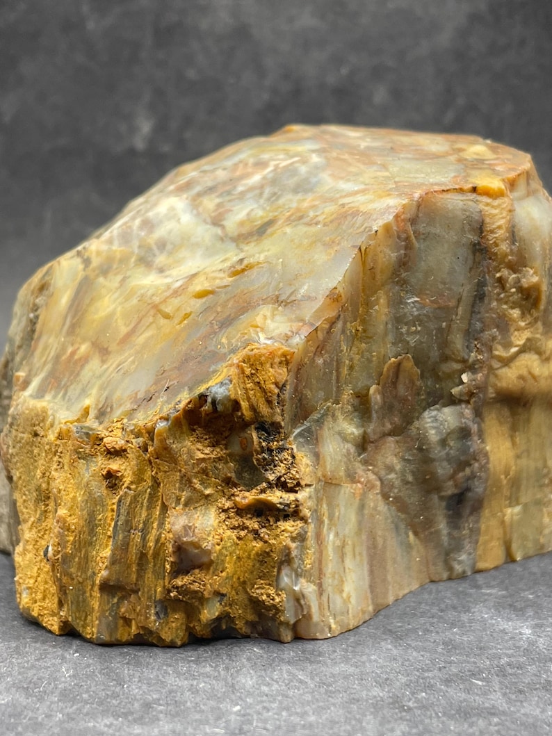 Petrified Wood: Standing Natural Display Specimen From Southern Utah - Etsy