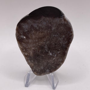 Charlevoix Stone Slab - Polished - Devonian Period Favosite Coral ...