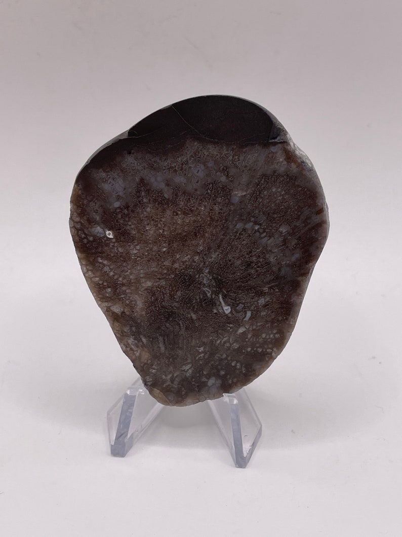 Charlevoix Stone Slab Polished Devonian Period Favosite Coral Fossil ...