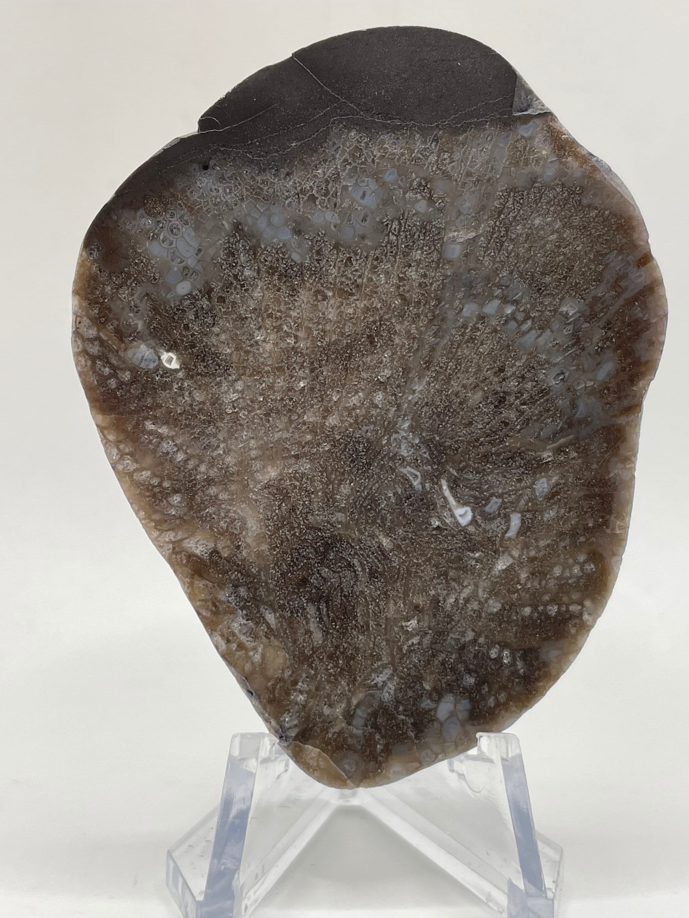 Charlevoix Stone Slab Polished Devonian Period Favosite Coral Fossil ...