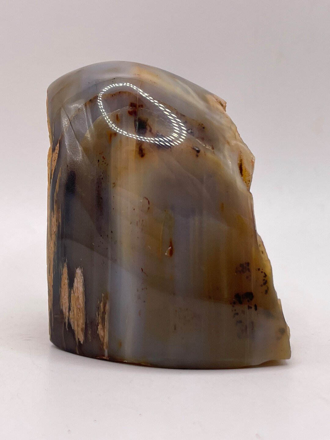 Petrified Wood - Polished Specimen With Natural Bark Exterior - Crystal ...