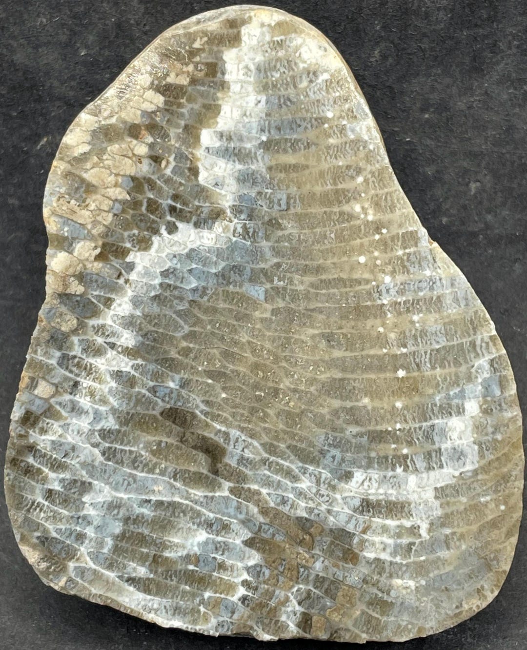 Favosite Honeycomb Coral Fossil, Charlevoix Stone: Face Polished ...