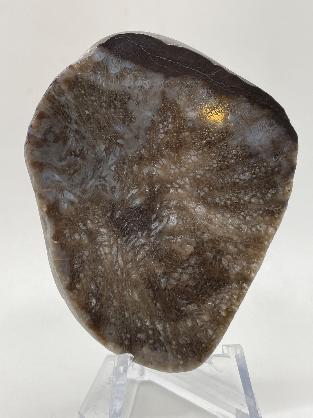 Charlevoix Stone Slab - Polished - Devonian Period Favosite Coral ...