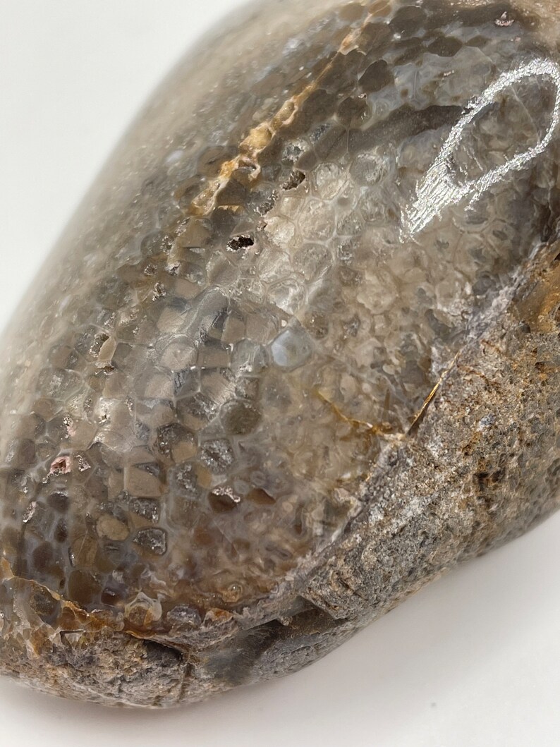 250-400 Million Year Old Honeycomb Coral Fossil With Black Flint and ...