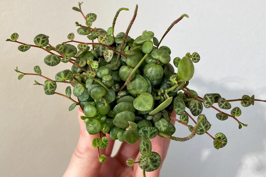 Variegated String of Turtles Starter Plant 2 Plant Vining Plant - Etsy