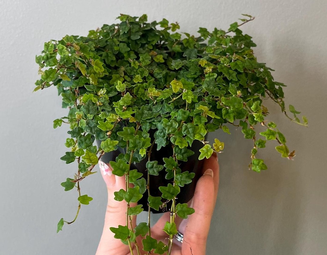 String of Frogs Live Plant Ficus Pumila Quercifolia Starter Plants 3 ...