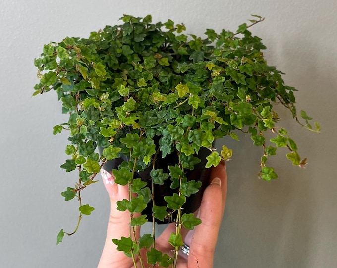 String of Frogs Live Plant | Ficus Pumila Quercifolia | Starter Plants ...