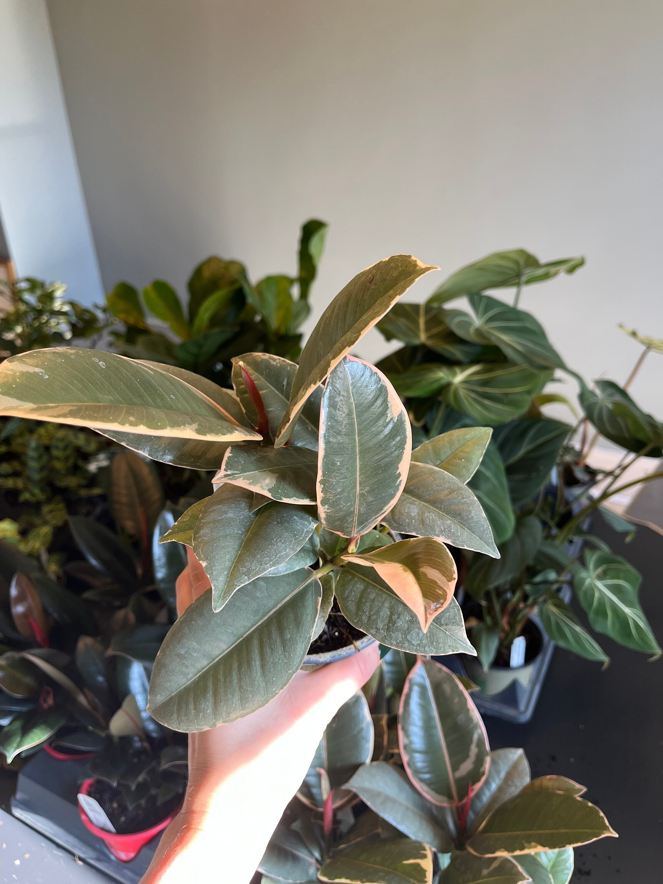 4.5 Ficus Elastica 'tineke' Multi-stem - Etsy