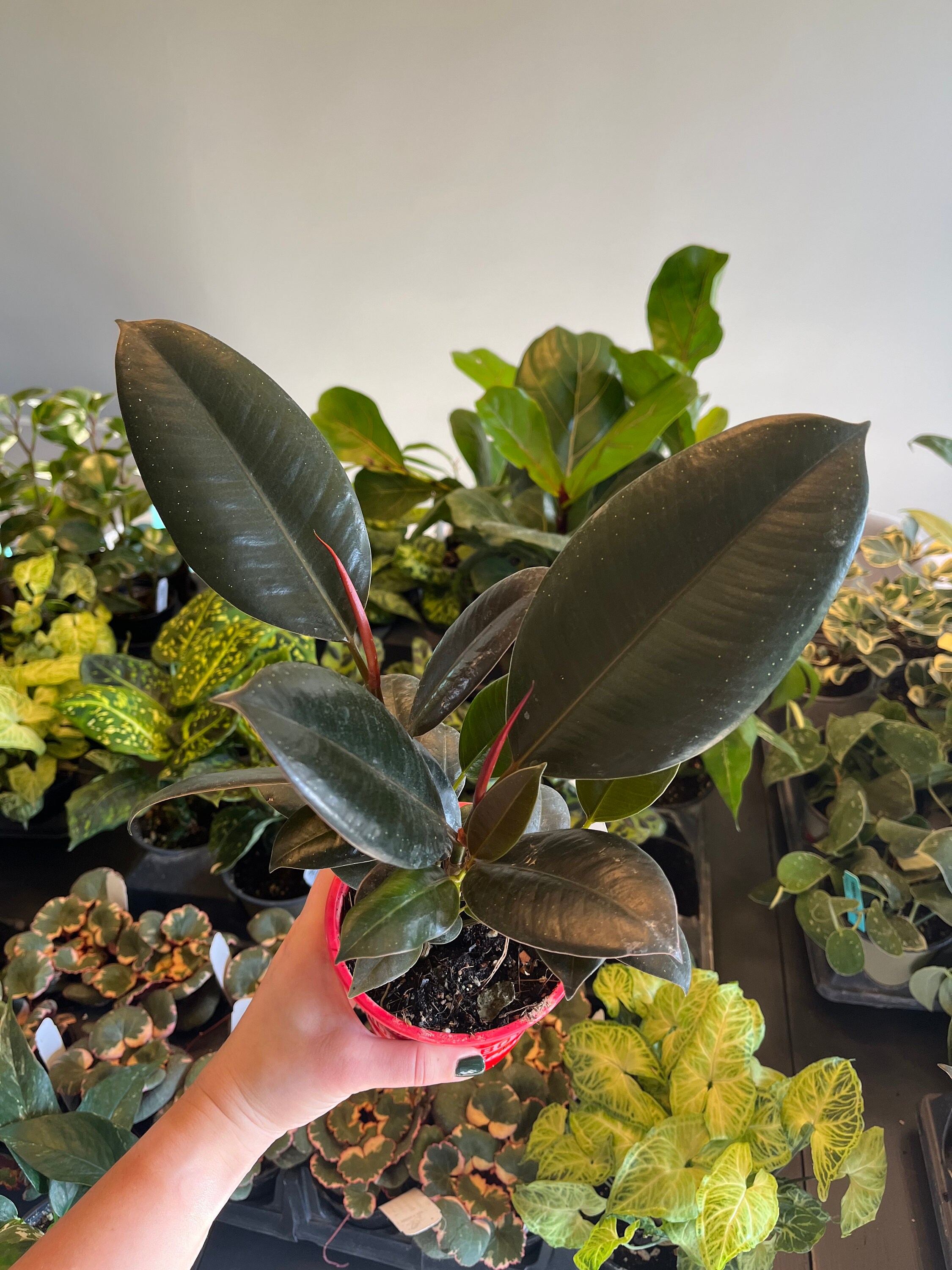 4.5 Ficus Elastica 'burgundy' Multi-stem - Etsy