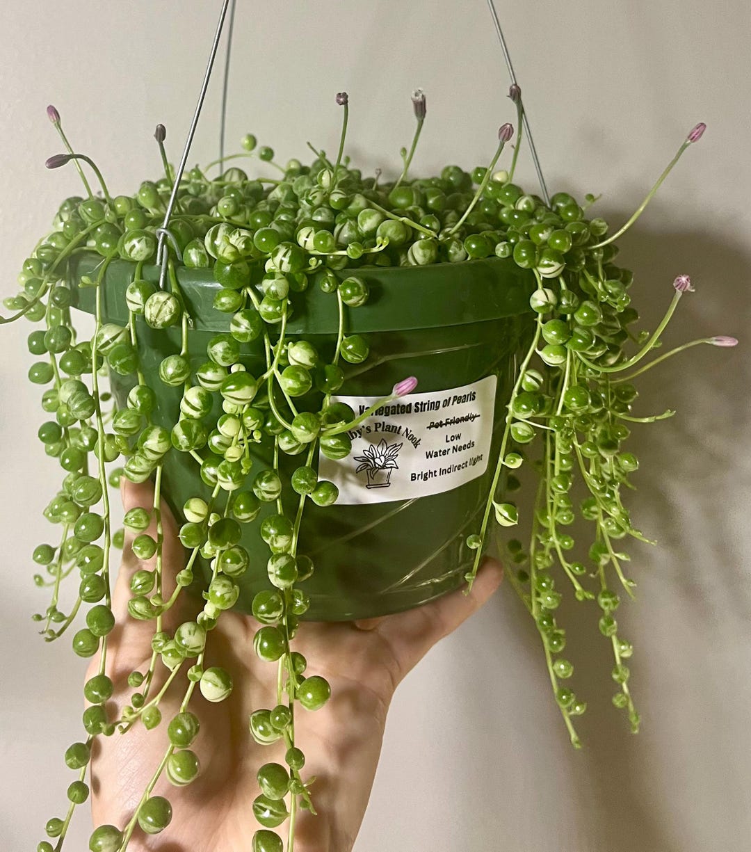 Variegated String of Pearls Hanging Basket Variegated Plant Vining ...