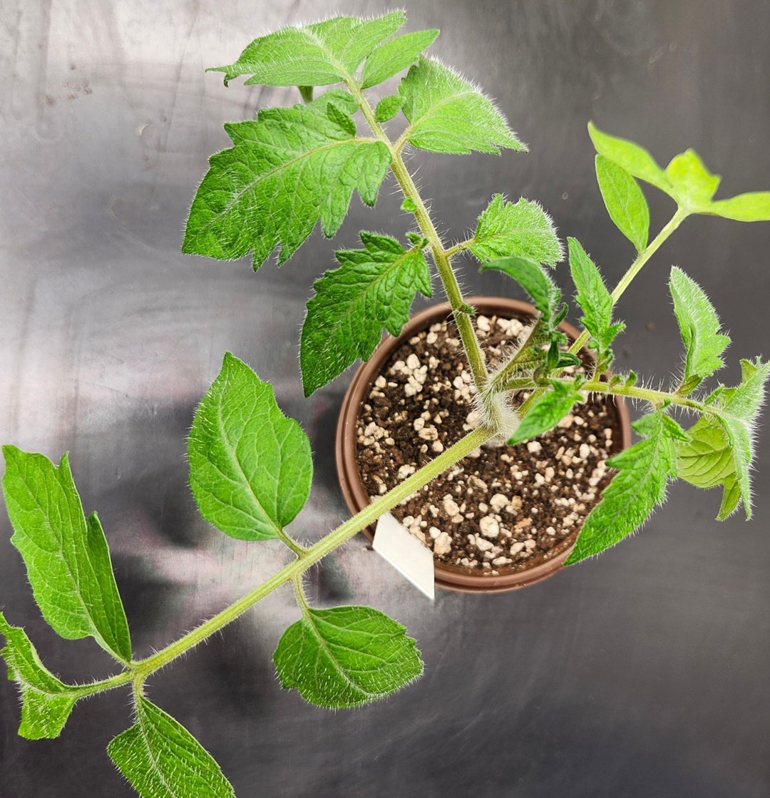 Raspberry Lyanna Tomato Seedling - Etsy