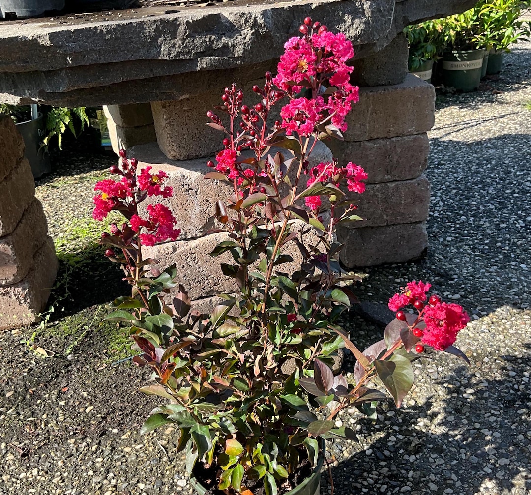 Lagerstroemia Indica Double Dynamite Crape Myrtle - Etsy