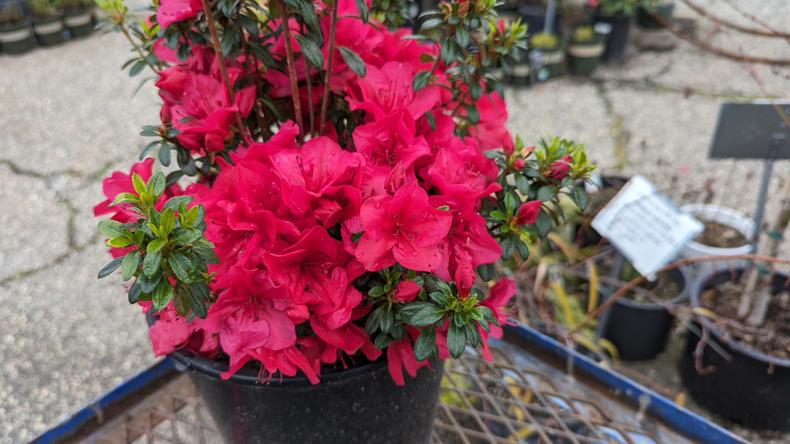 Azalea Satsuki 'cherry Drops' 2 Gallon - Etsy