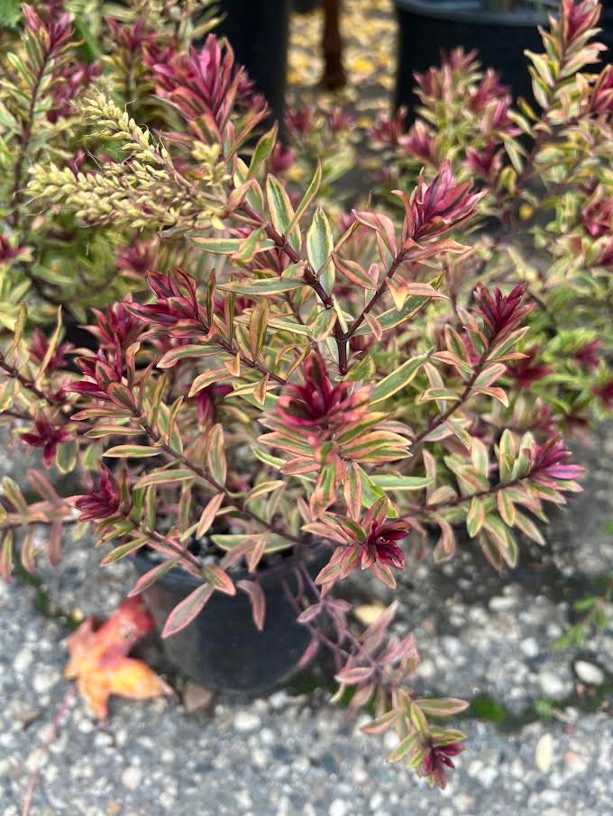 Hebe Purple Shamrock LIVE PLANT 1 Gallon - Etsy