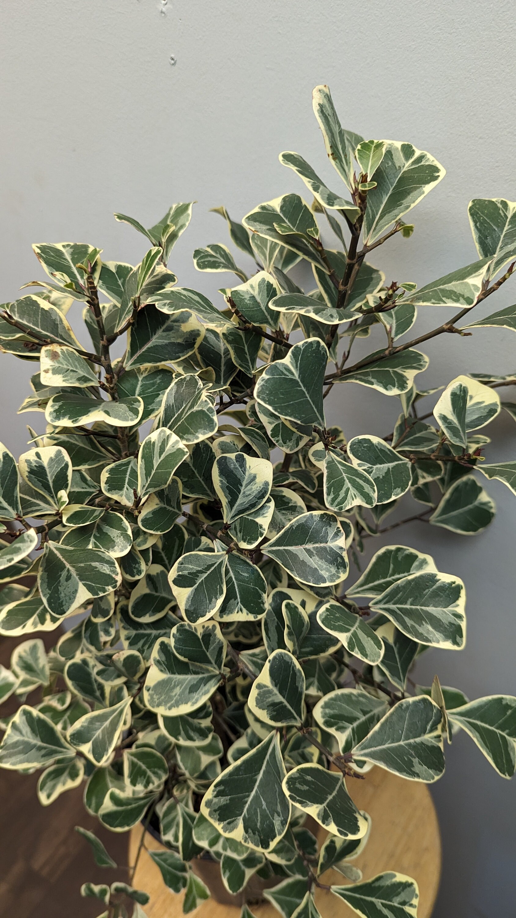 Ficus Triangularis Variegata - Etsy