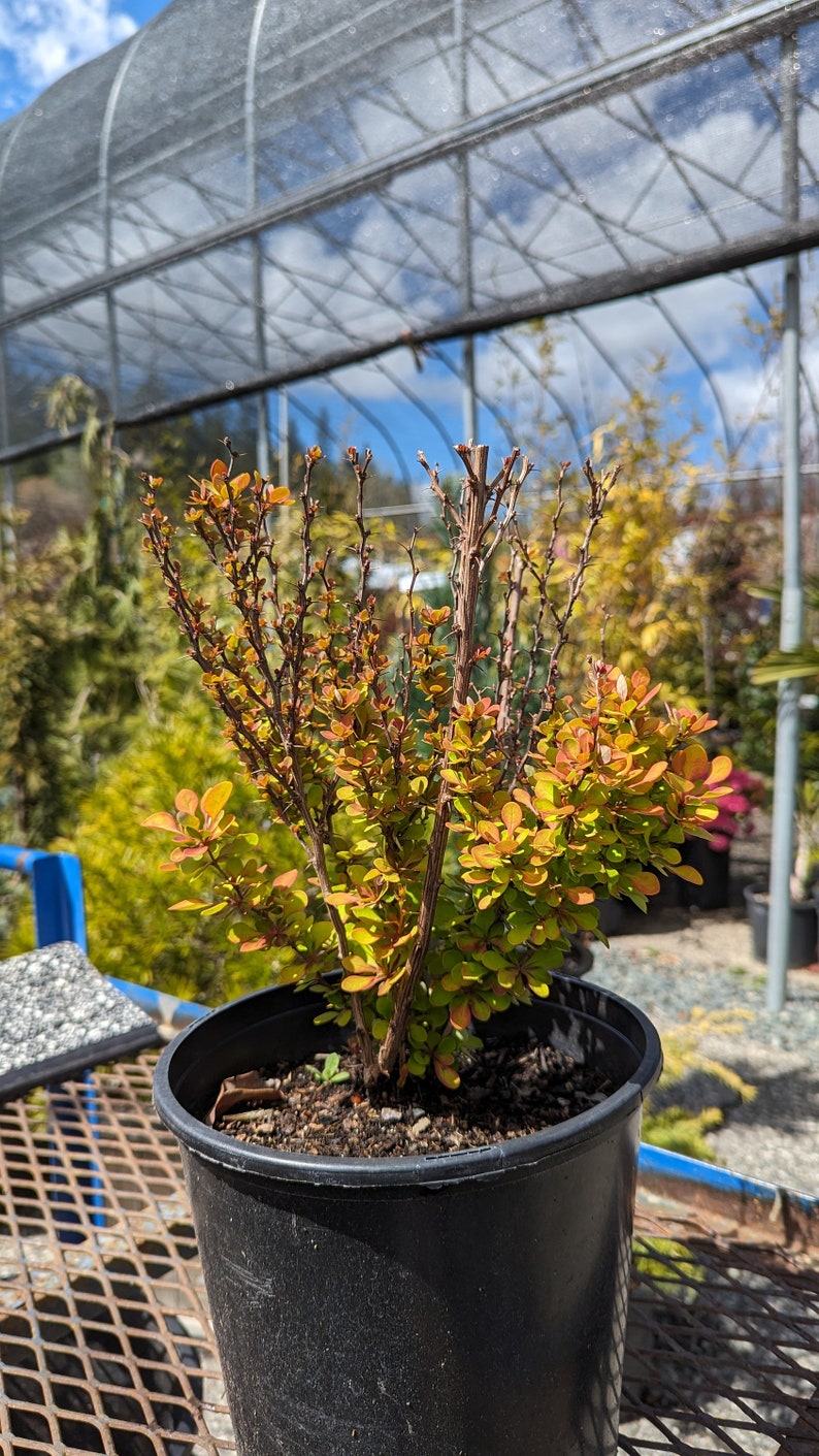 Berberis Thunbergii 'orange Torch' - Etsy