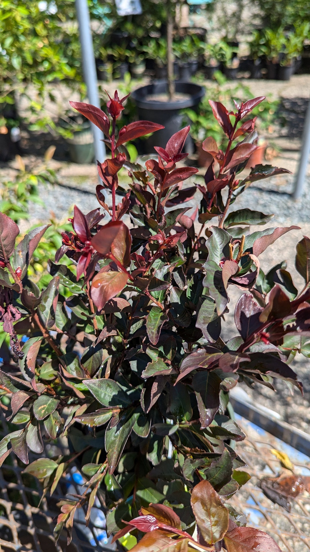 Lagerstroemia Indica Crape Myrtle Double Dynamite 1 Gallon - Etsy