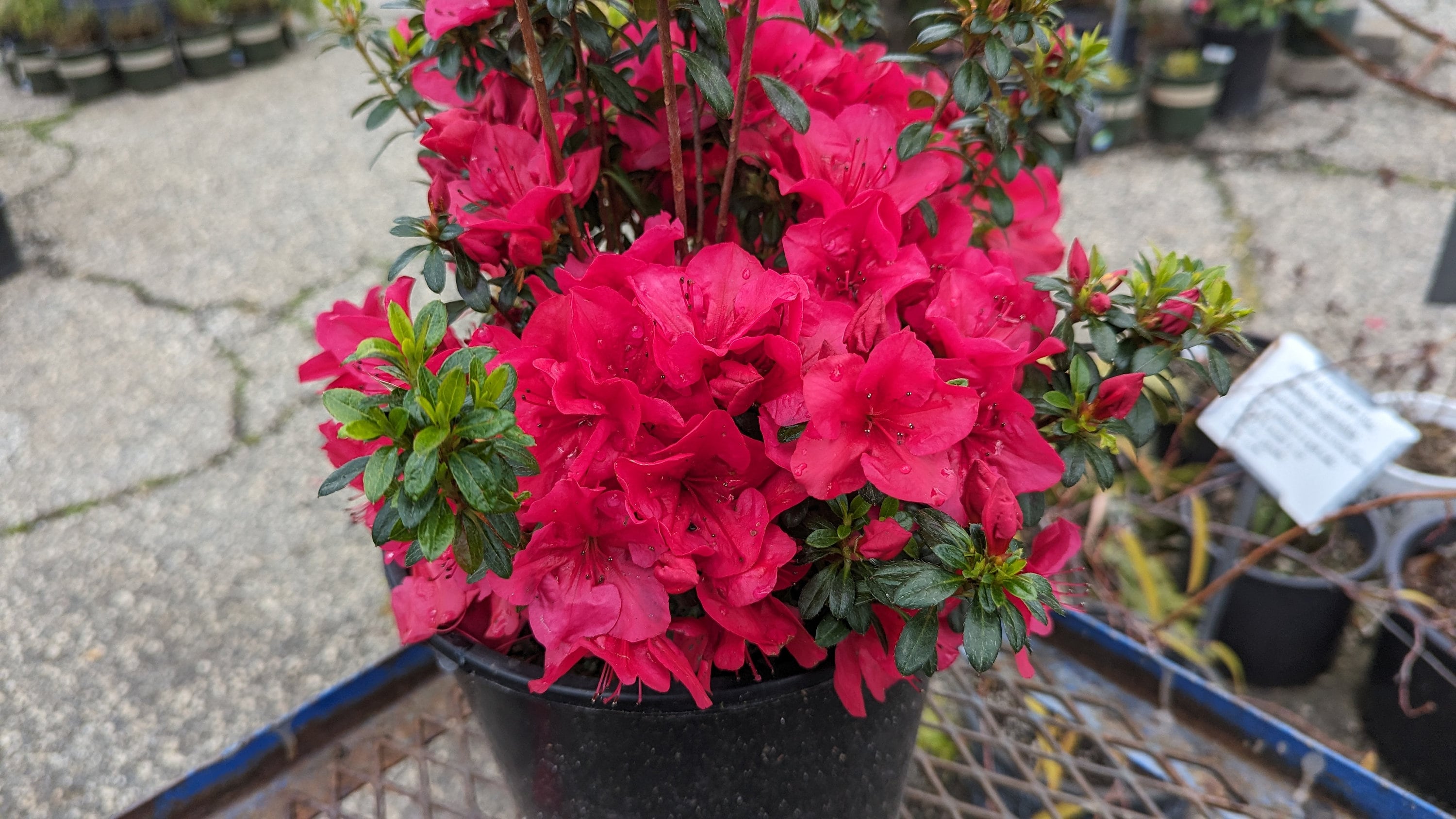 Azalea Satsuki 'cherry Drops' 2 Gallon - Etsy