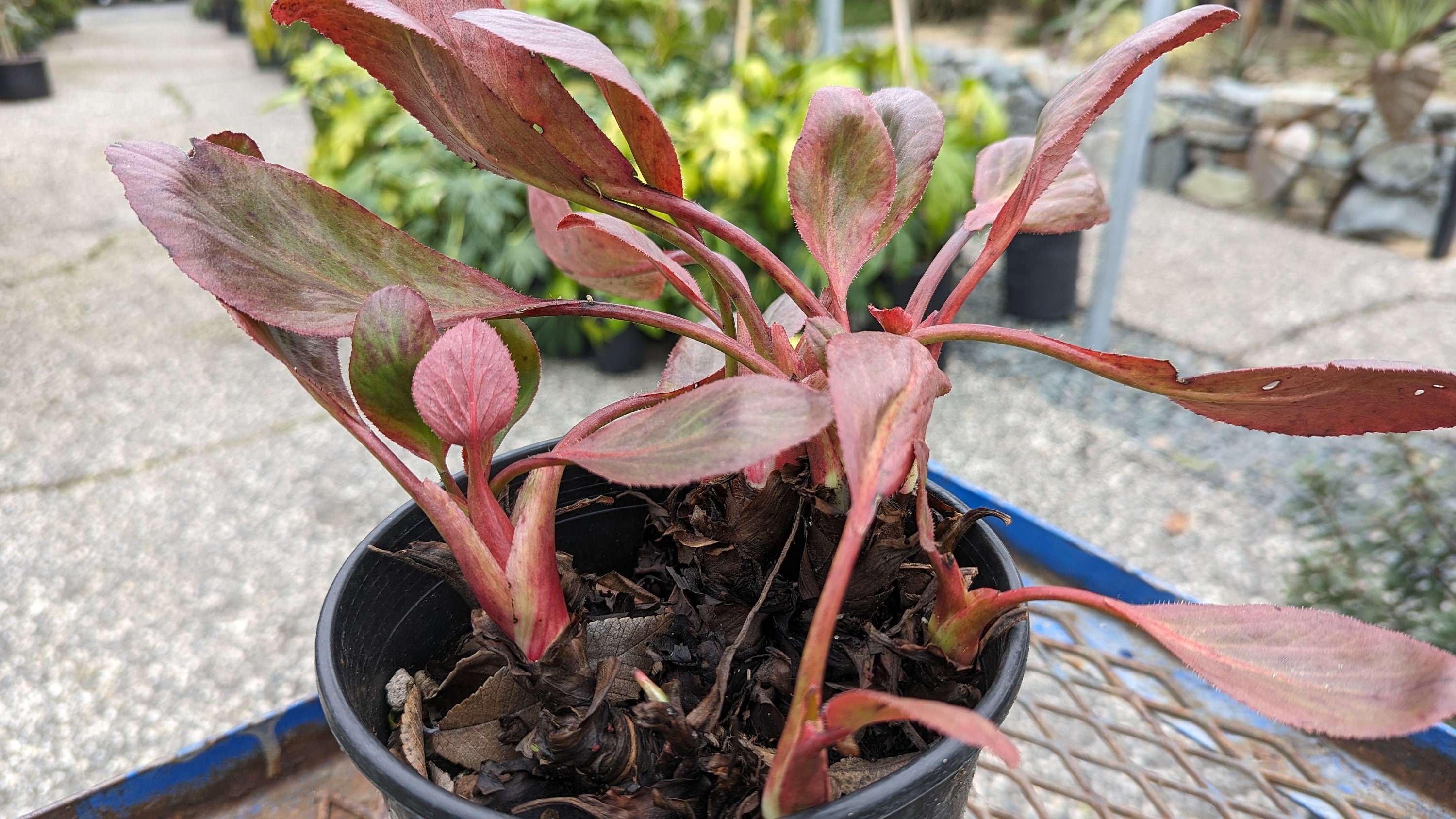 Berberis Thunbergii 'orange Torch' - Etsy