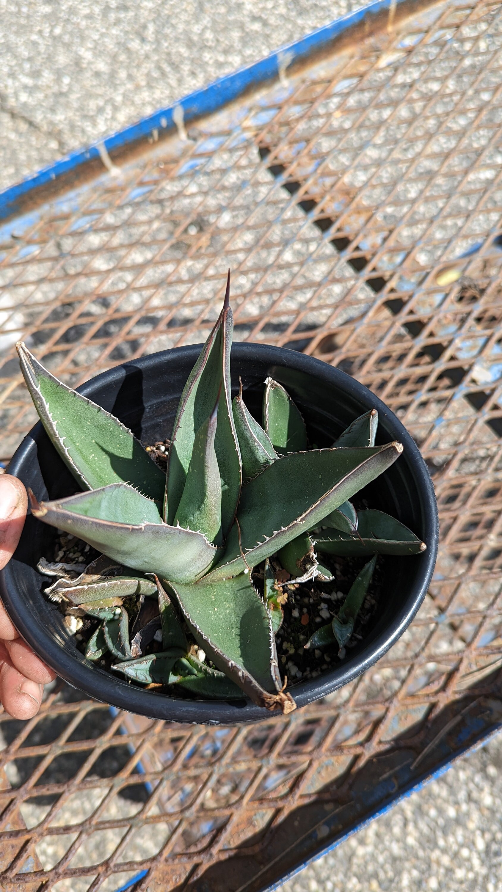 Agave 'shark Skin' Seedlings 1 Gallon - Etsy