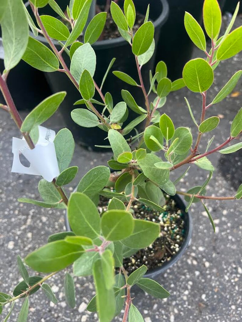 Arctostaphylos Manzanita St. Helena LIVE 1 Gallon - Etsy Arctostaphylos Manzanita St. Helena LIVE 1 Gallon - Etsy