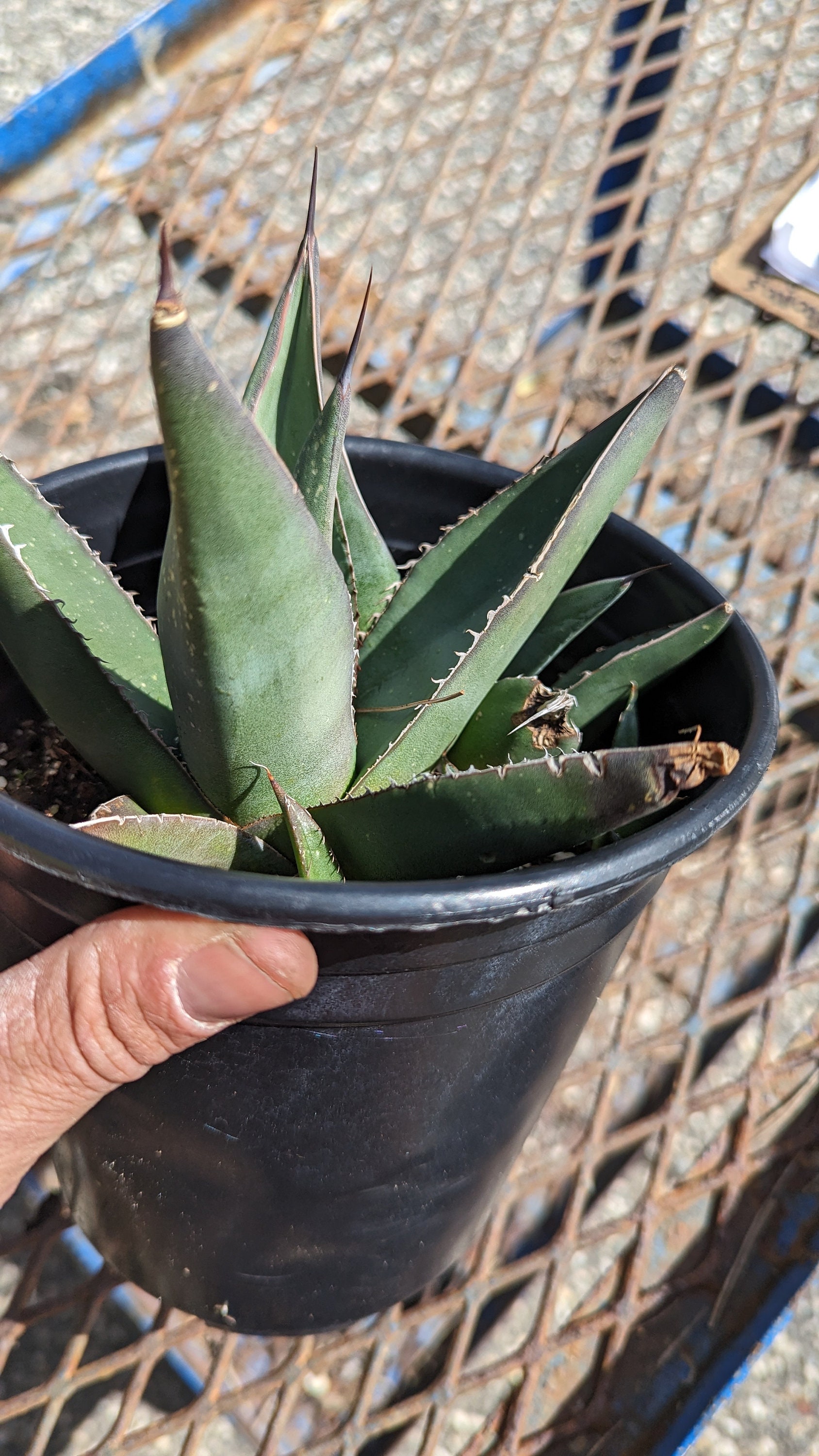 Agave 'shark Skin' Seedlings 1 Gallon - Etsy