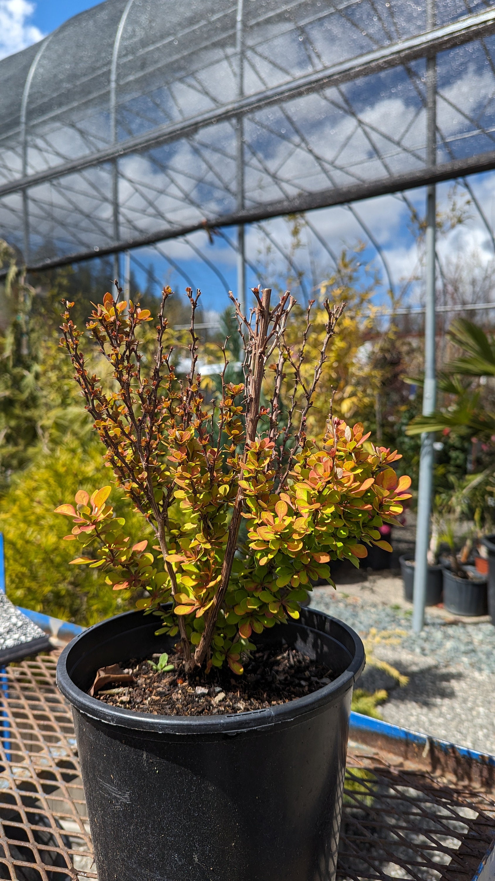 Berberis Thunbergii 'orange Torch' - Etsy