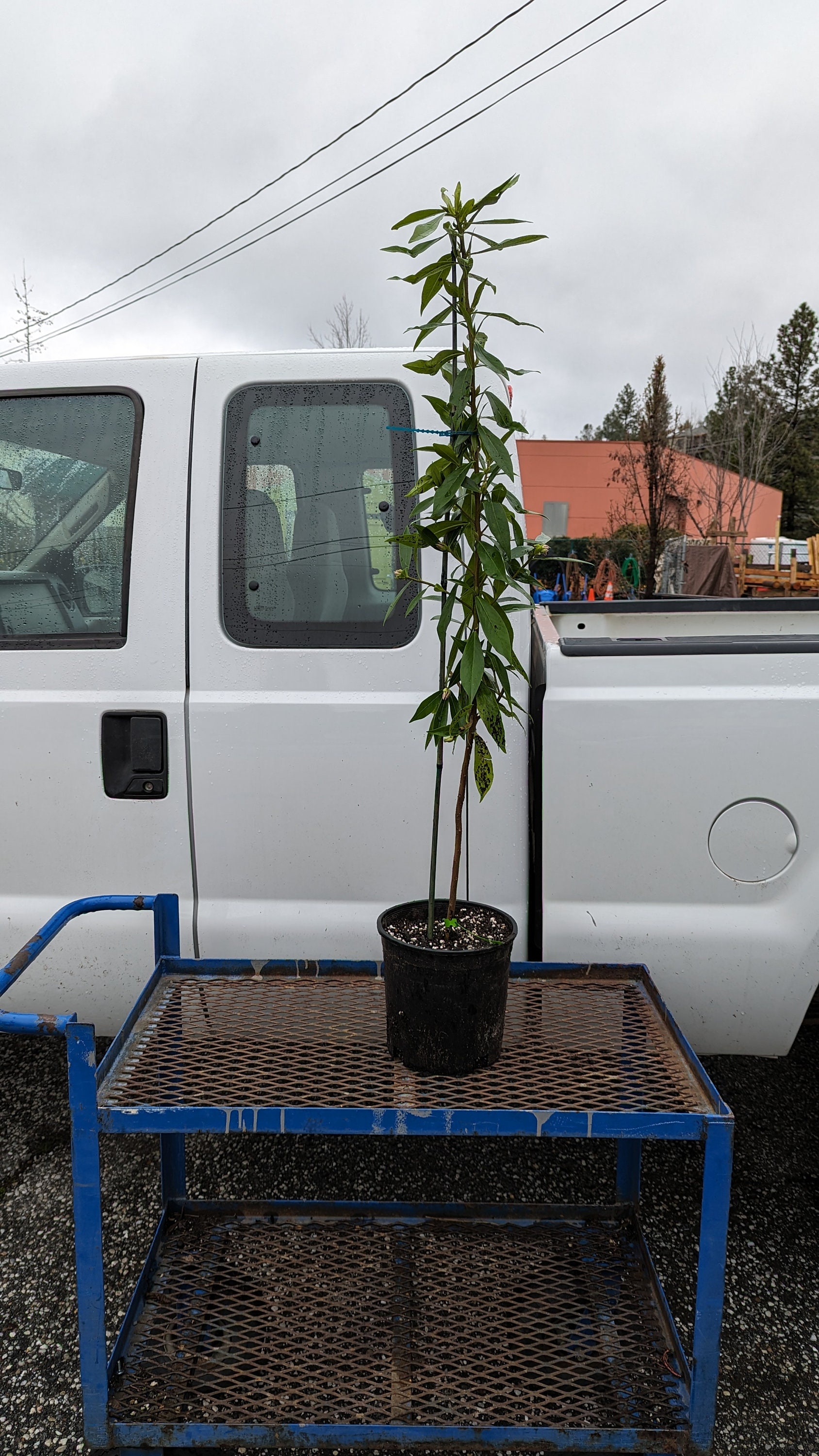 Daphne Perfume Princess 2 Gallon Tree Form - Etsy