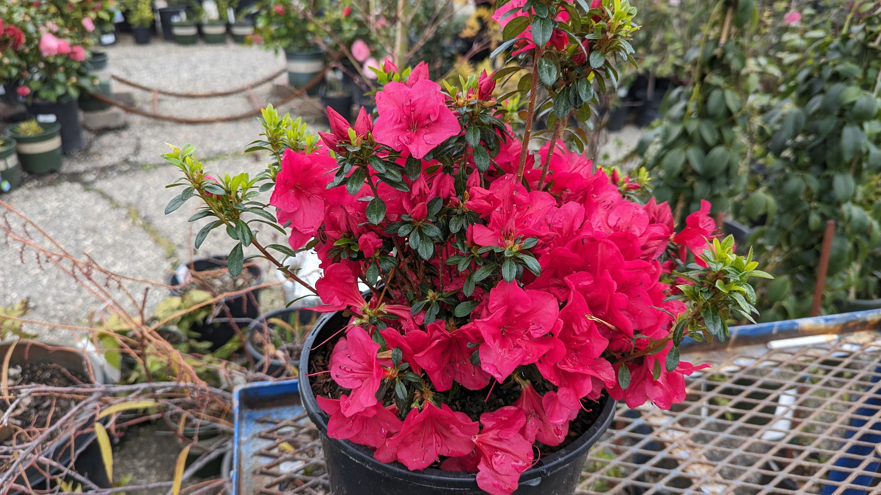 Azalea Satsuki 'cherry Drops' 2 Gallon - Etsy