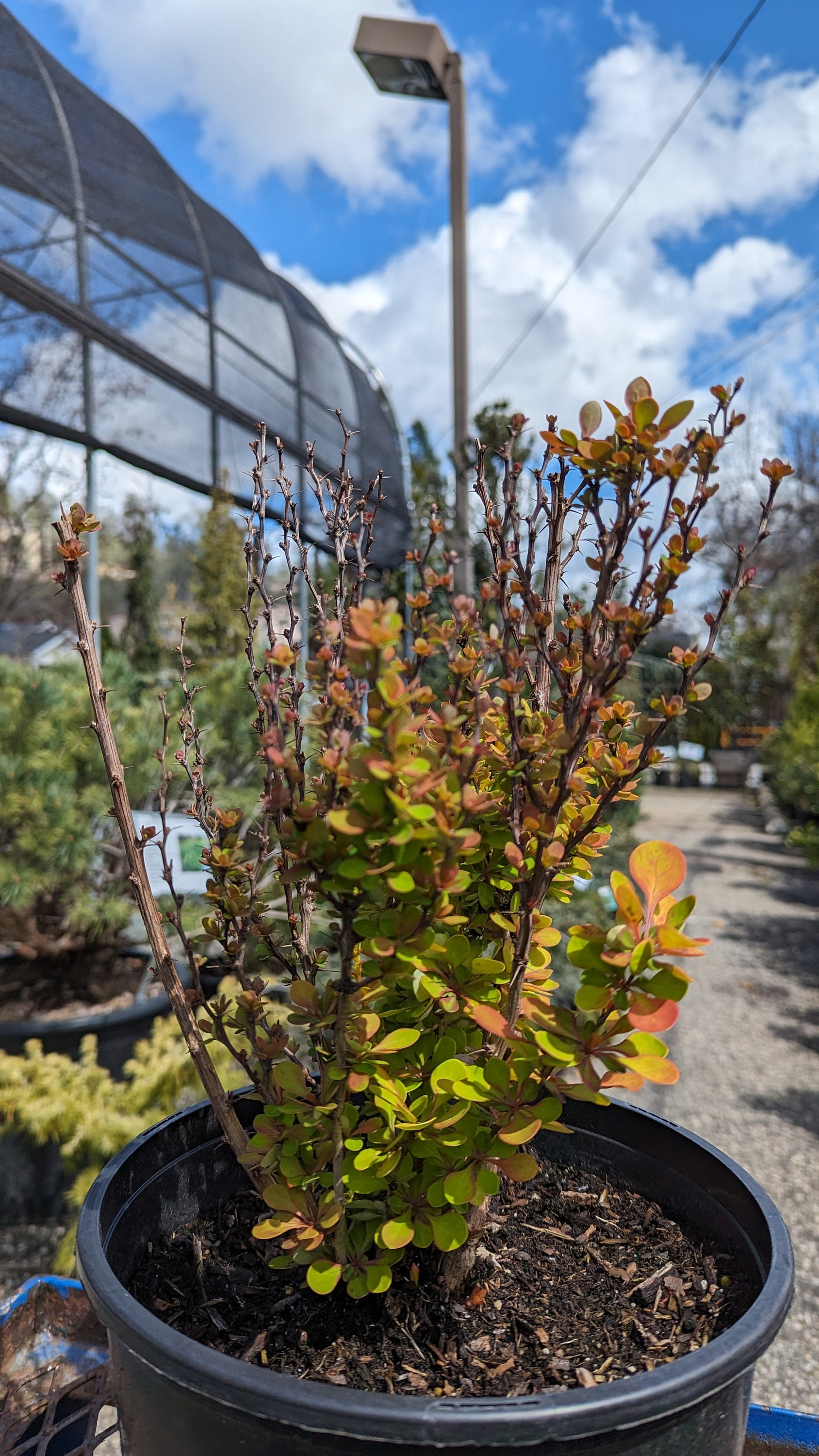 Berberis Thunbergii 'orange Torch' - Etsy